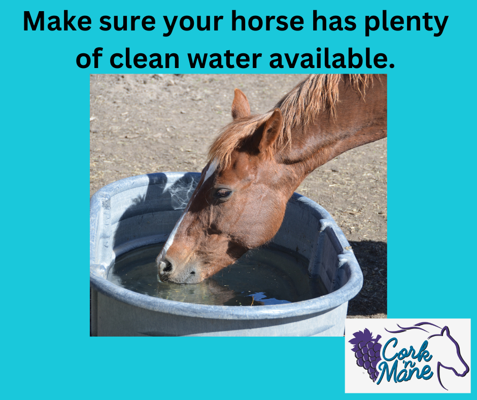 Hydration and Your Horse — Cork N Mane
