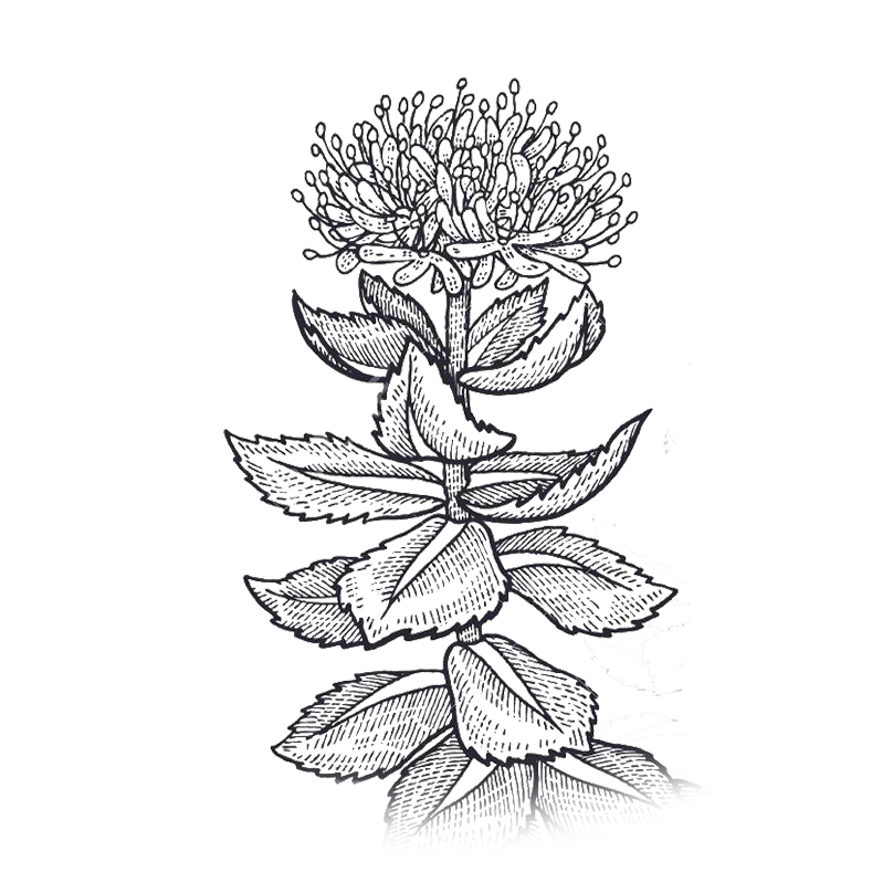 Zenium