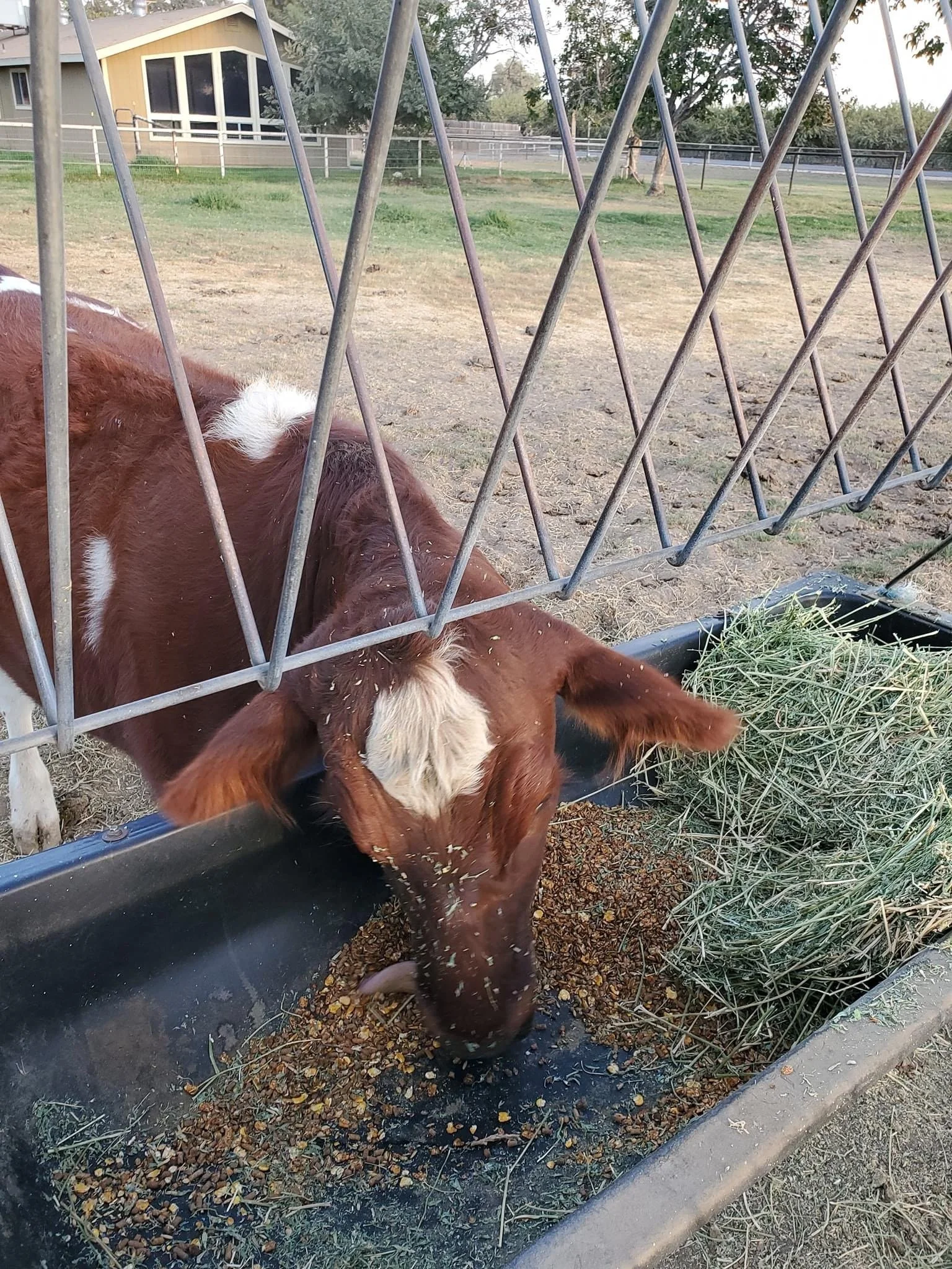 "Raising Your Own Meat" — California Livestock Services