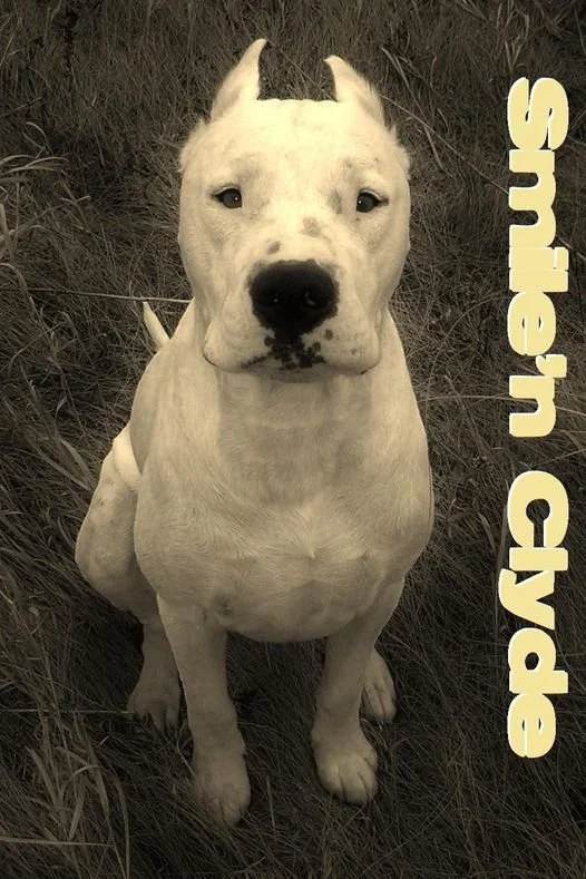 Dogo Argentino Club of America