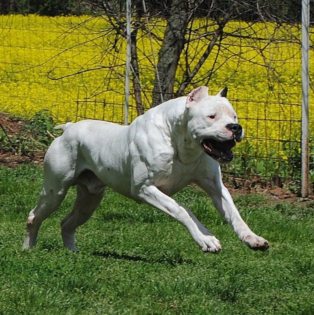 Dogo Argentino Club of America
