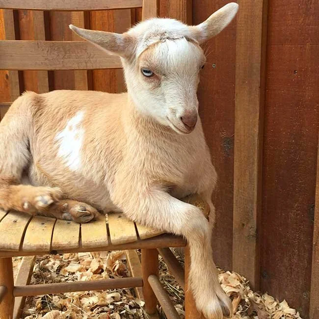 Meet the Goats — Junie B. Farms