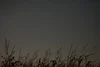 Grain Marketing by CODAK Risk Advisory