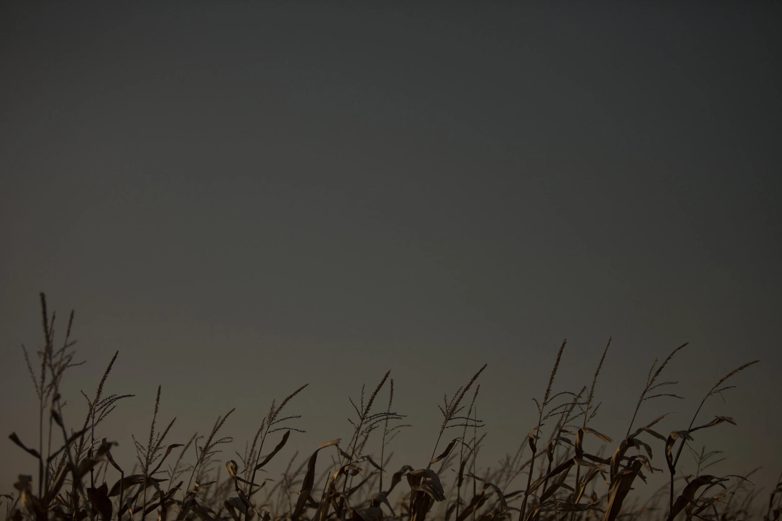 Grain Marketing by CODAK Risk Advisory