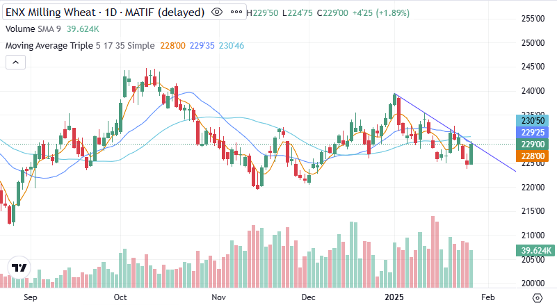 Is Wheat Poised for a Breakout in 2025? Market Trends to Watch — CODAK ...