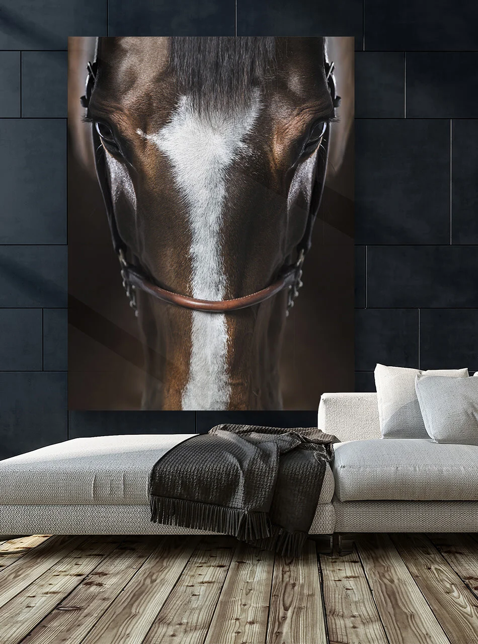 Raphael Macek - Horse Photographer