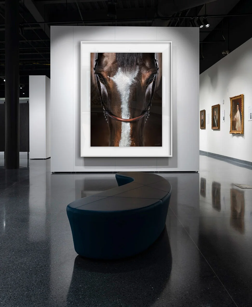 Raphael Macek - Horse Photographer