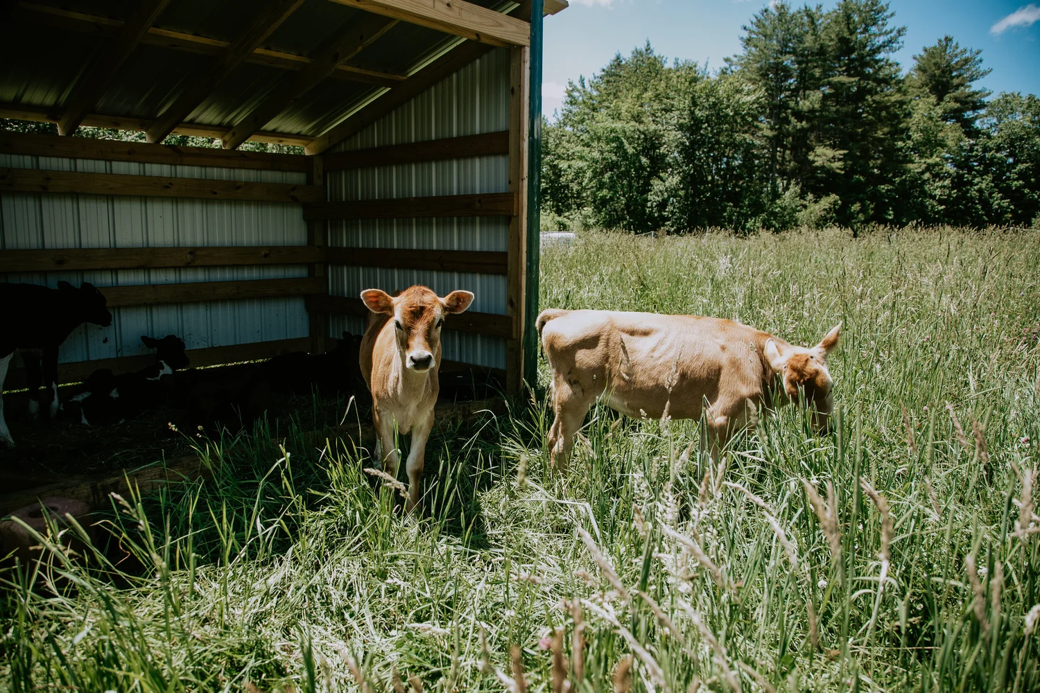 NH Local Dairy CSA | Vernon Family Farm