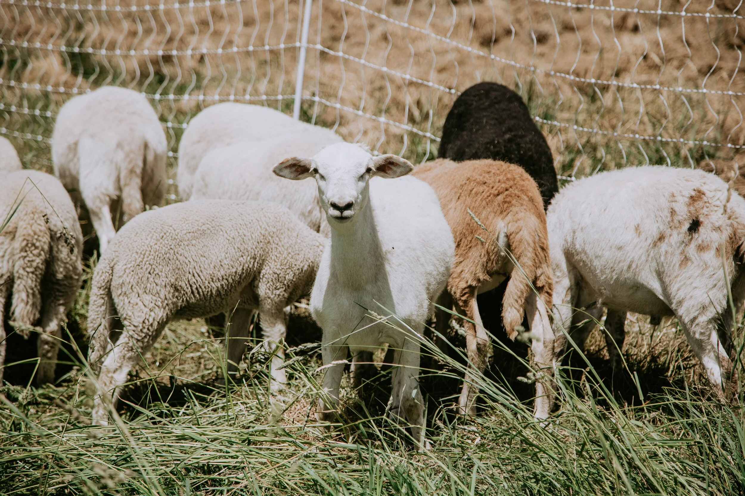 Online Store | Vernon Family Farm