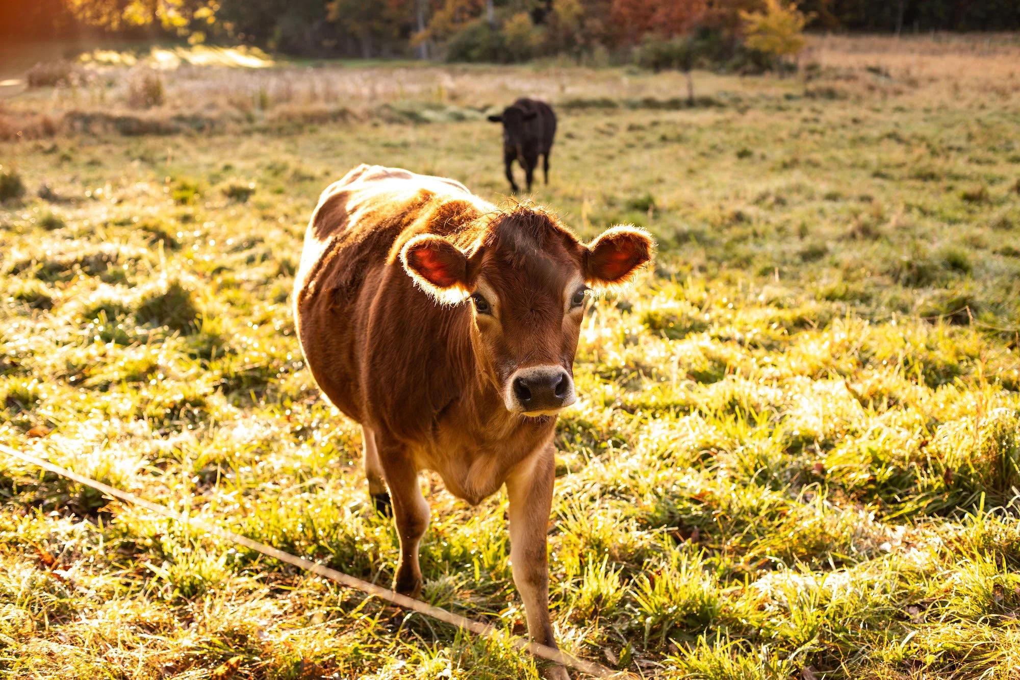 Whole Animals for Sale | Vernon Family Farm