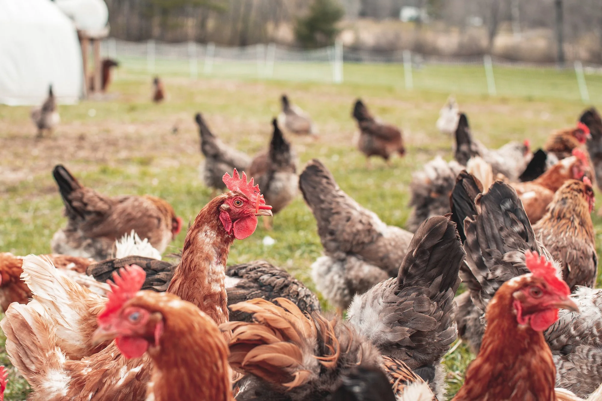 Pasture-Raised Chicken | Vernon Family Farm in NH