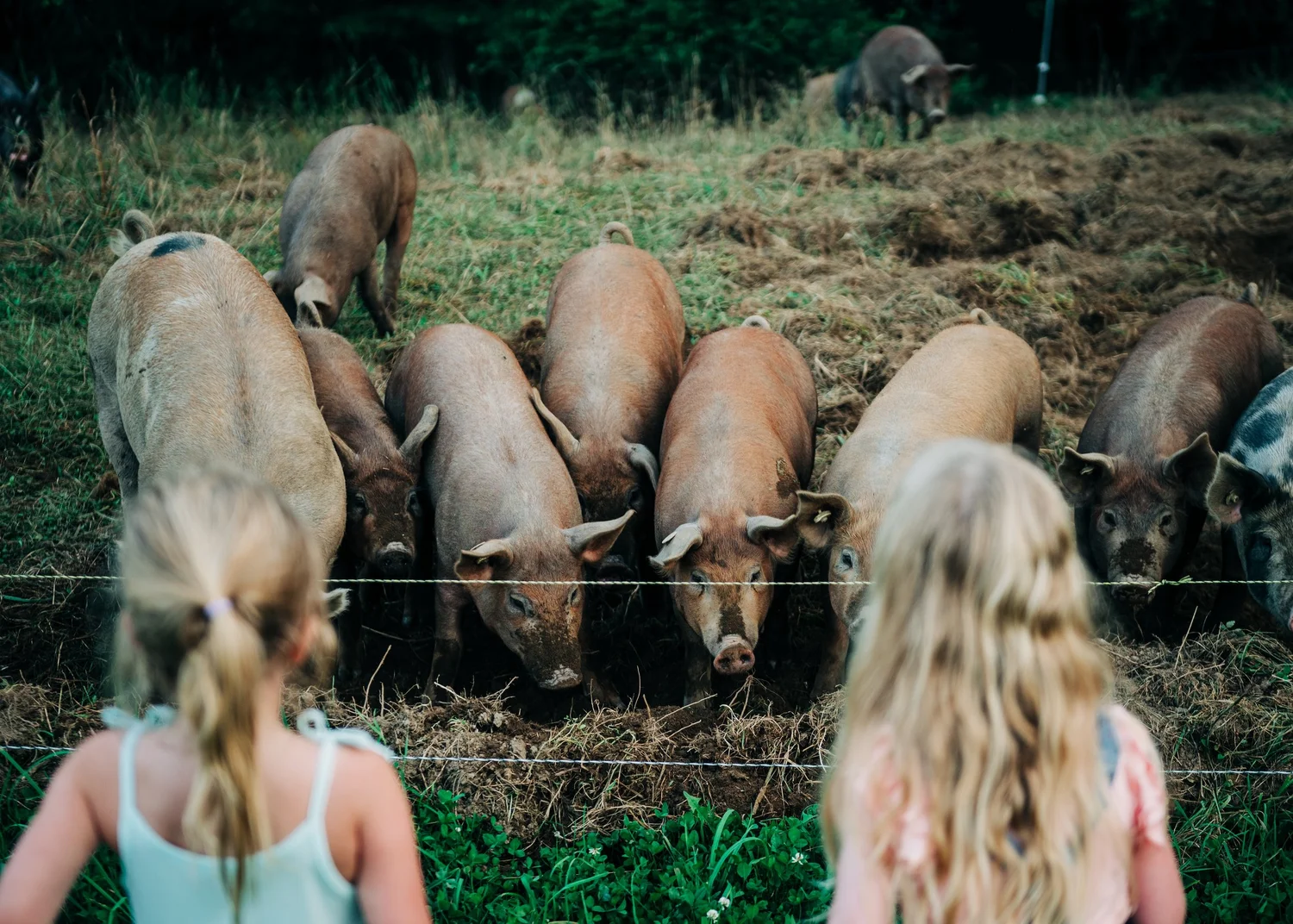 Vernon Family Farm | Newfields, NH