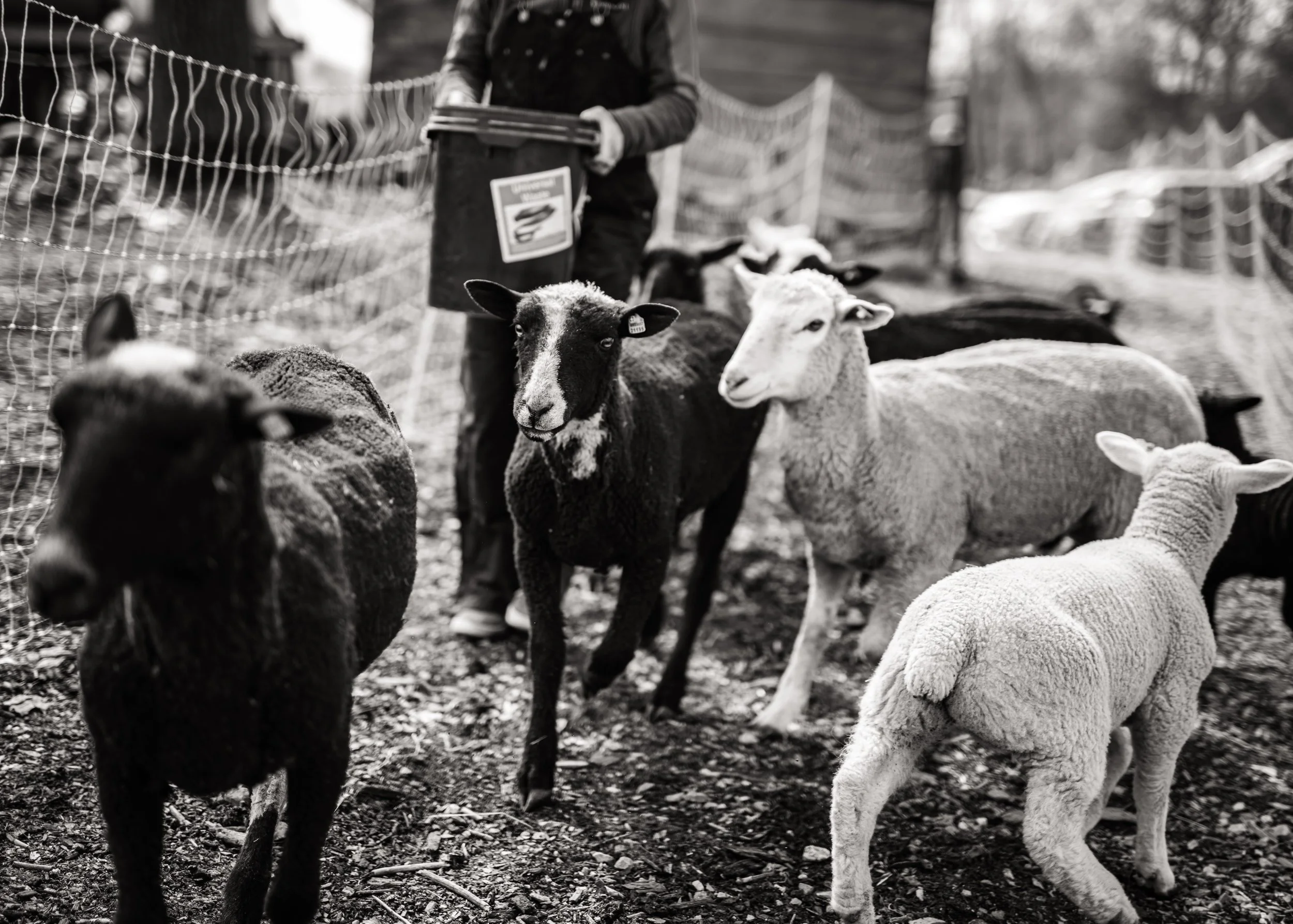 Vernon Family Farm | Newfields, NH