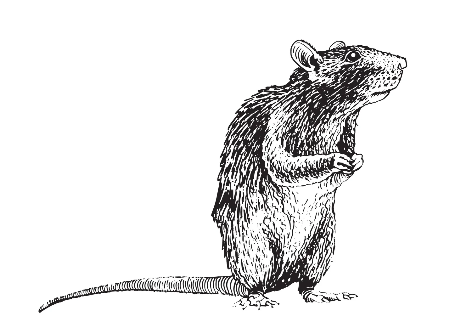 Rat Park: Addiction and the Chemical Hook Myth — Emma Leaning