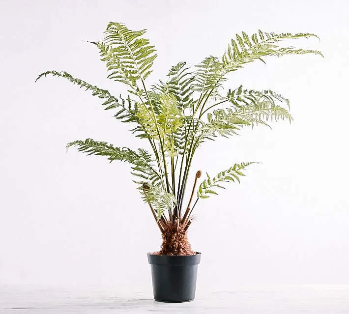 Beginner's Guide to the Tree Fern — The Green Mad House