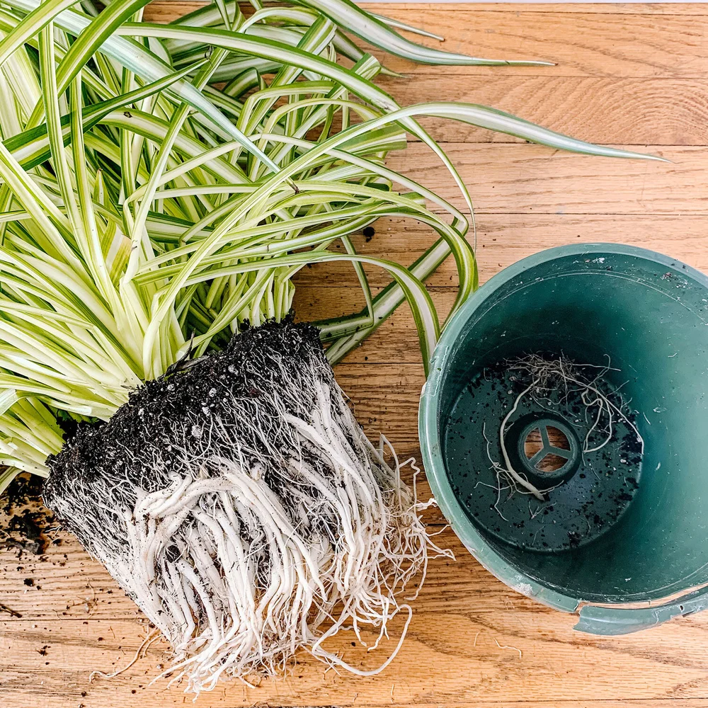 How to Repot a Root Bound Plant — The Green Mad House