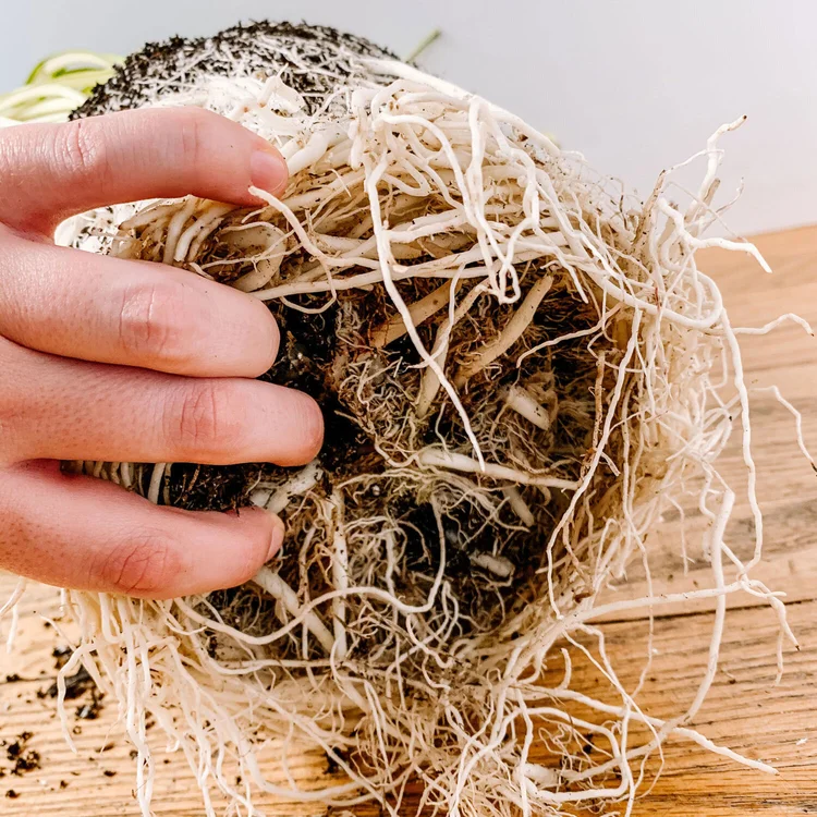 How to Repot a Root Bound Plant — The Green Mad House