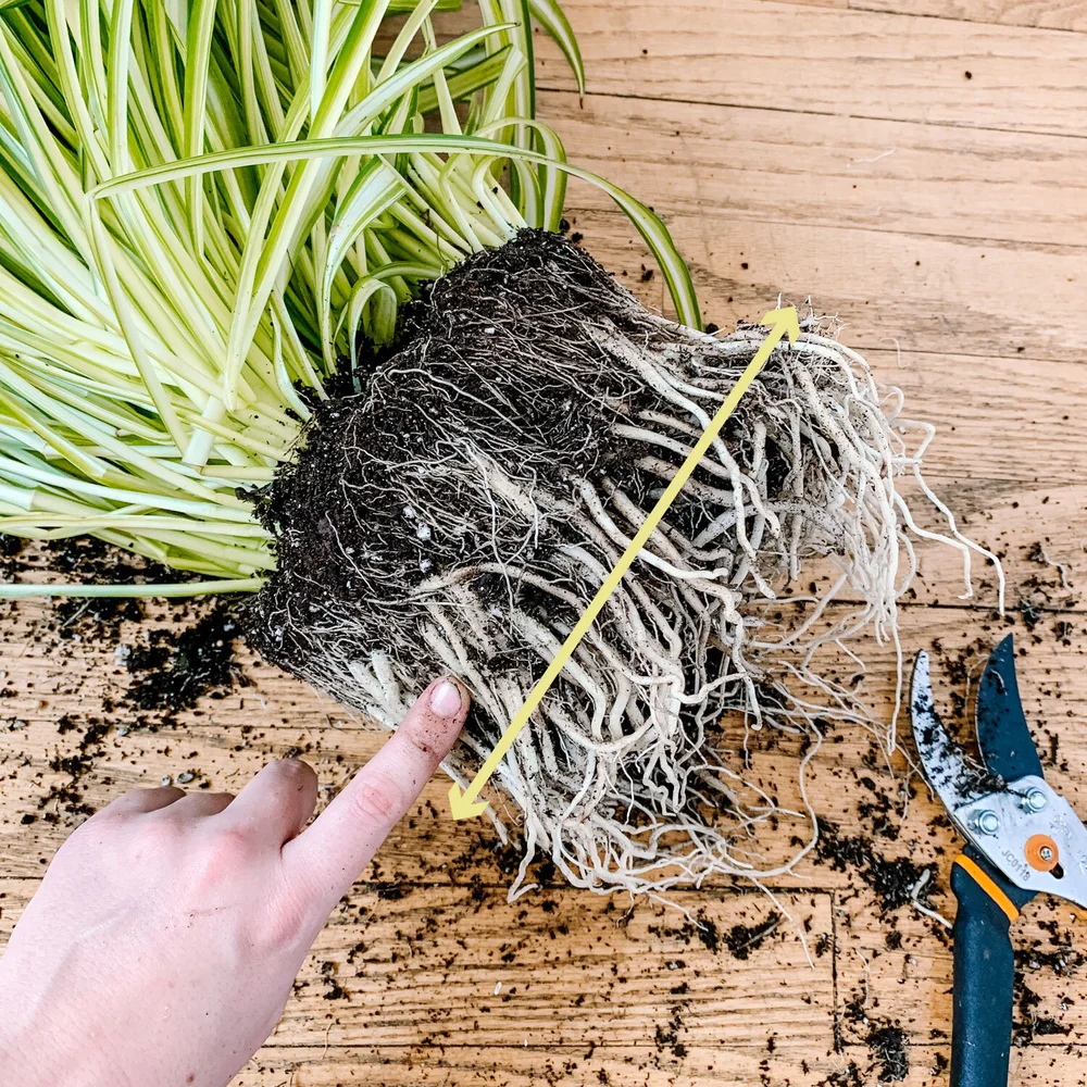 How to Repot a Root Bound Plant — The Green Mad House