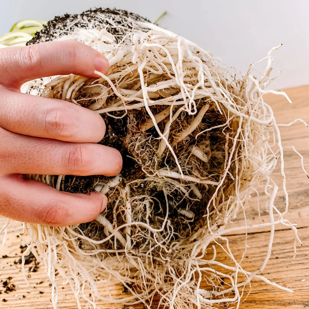How to Repot a Root Bound Plant — The Green Mad House
