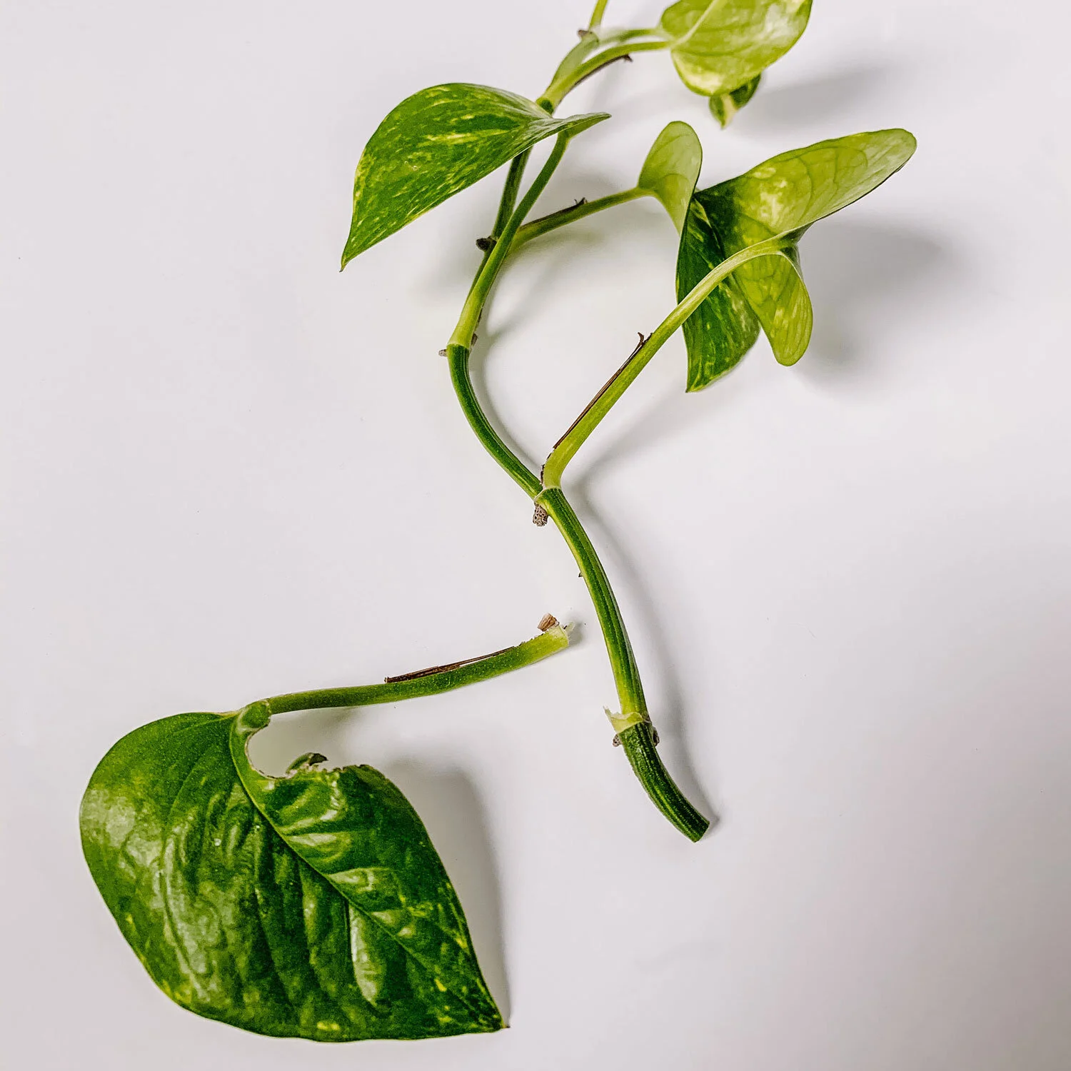 How to Propagate a Pothos in Water — The Green Mad House