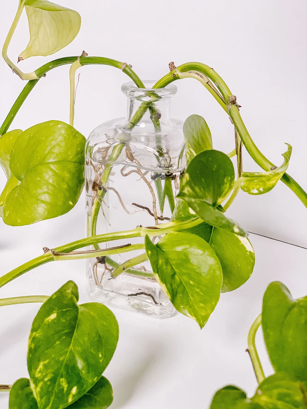 How to Propagate a Pothos in Water — The Green Mad House