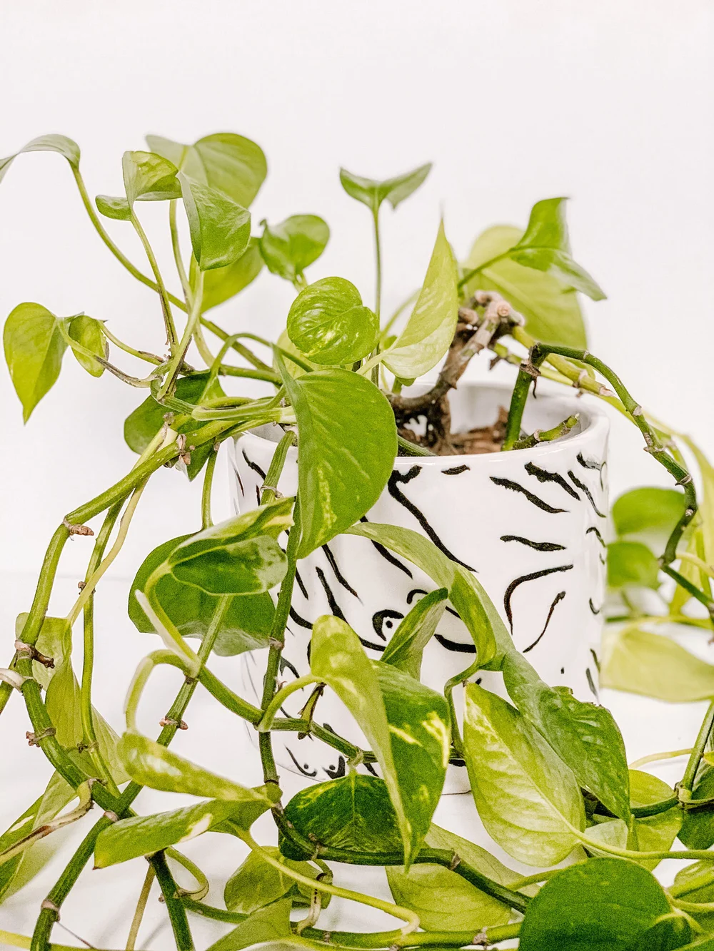 How to Propagate a Pothos in Water — The Green Mad House