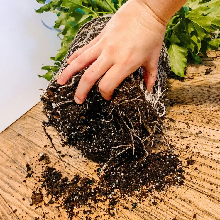 The Guide to Repotting Your Plants — The Green Mad House