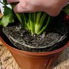 The Guide to Repotting Your Plants — The Green Mad House