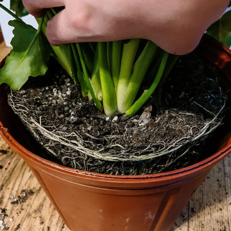 The Guide to Repotting Your Plants — The Green Mad House