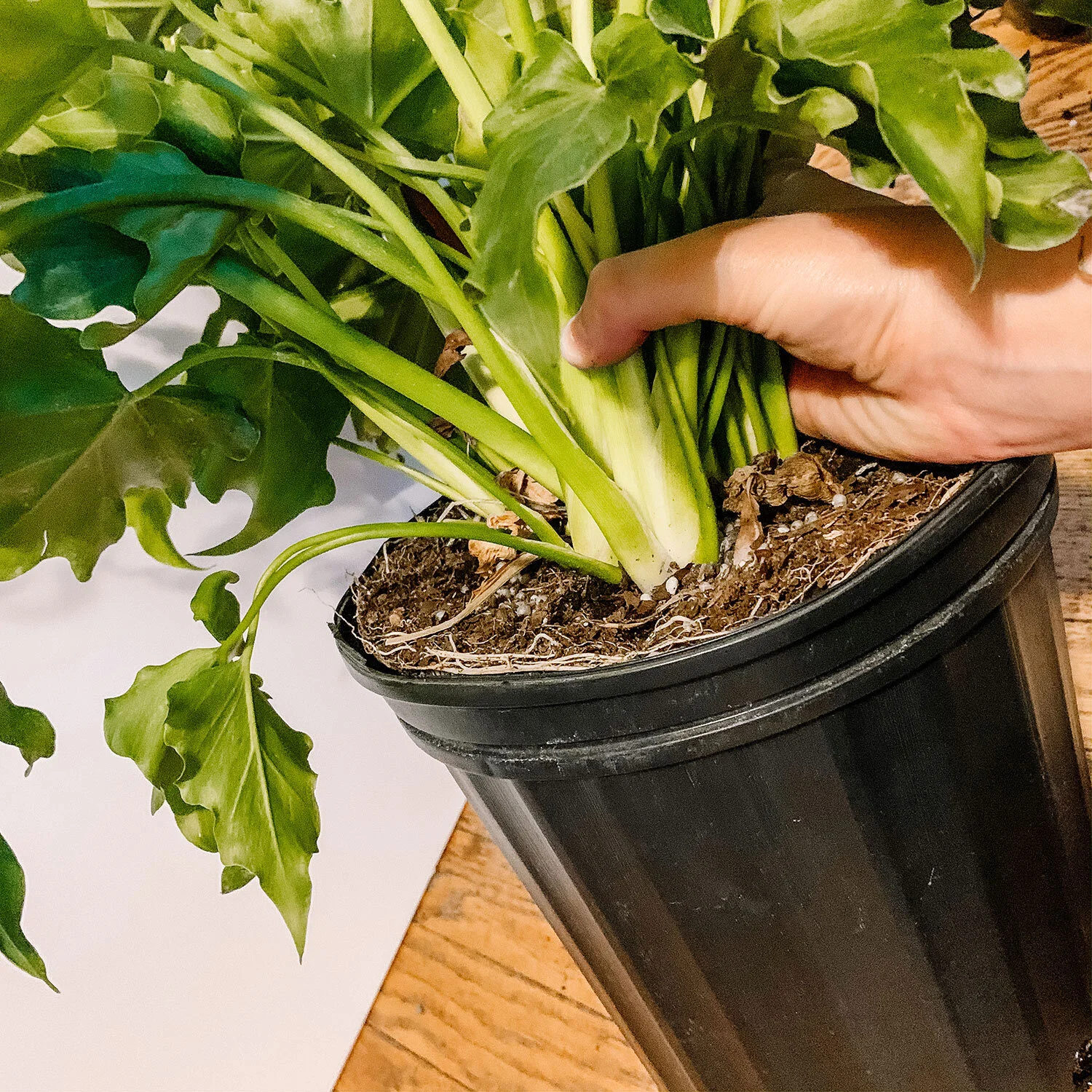 The Guide to Repotting Your Plants — The Green Mad House