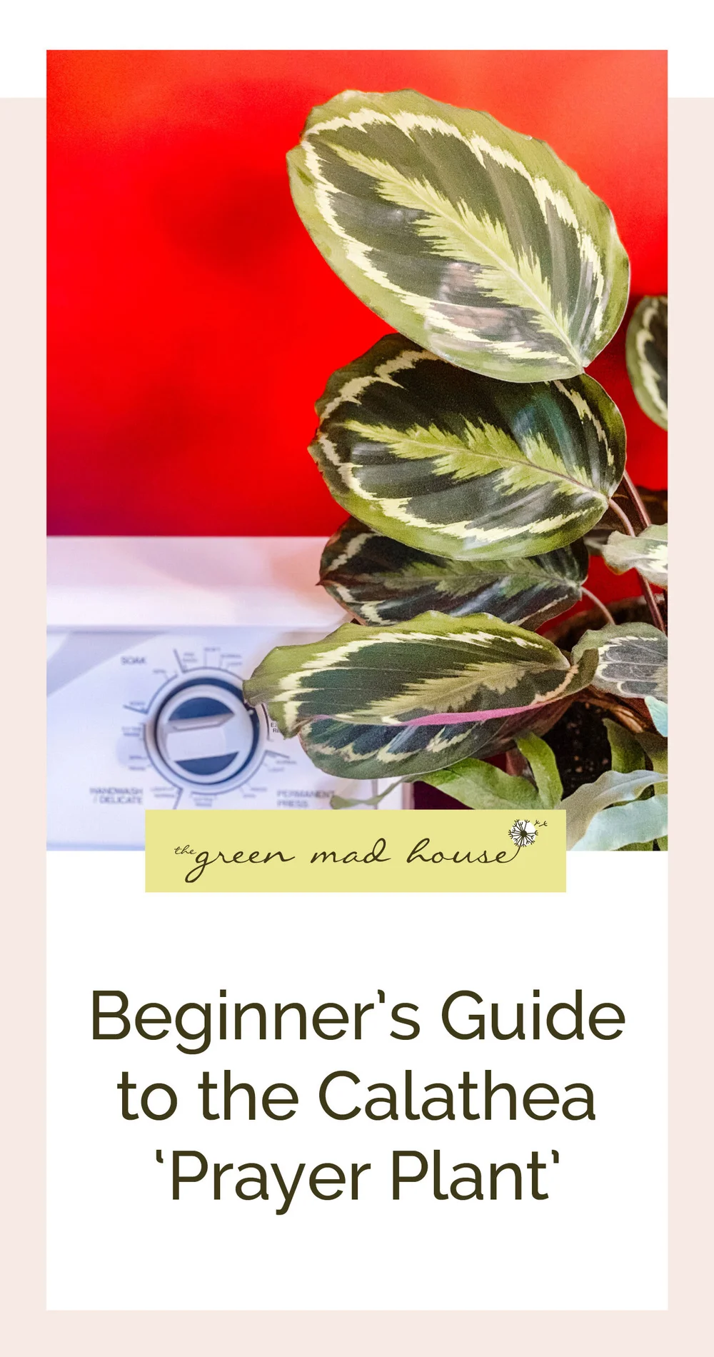 Care Guide for the Calathea ‘Prayer Plant’ — The Green Mad House