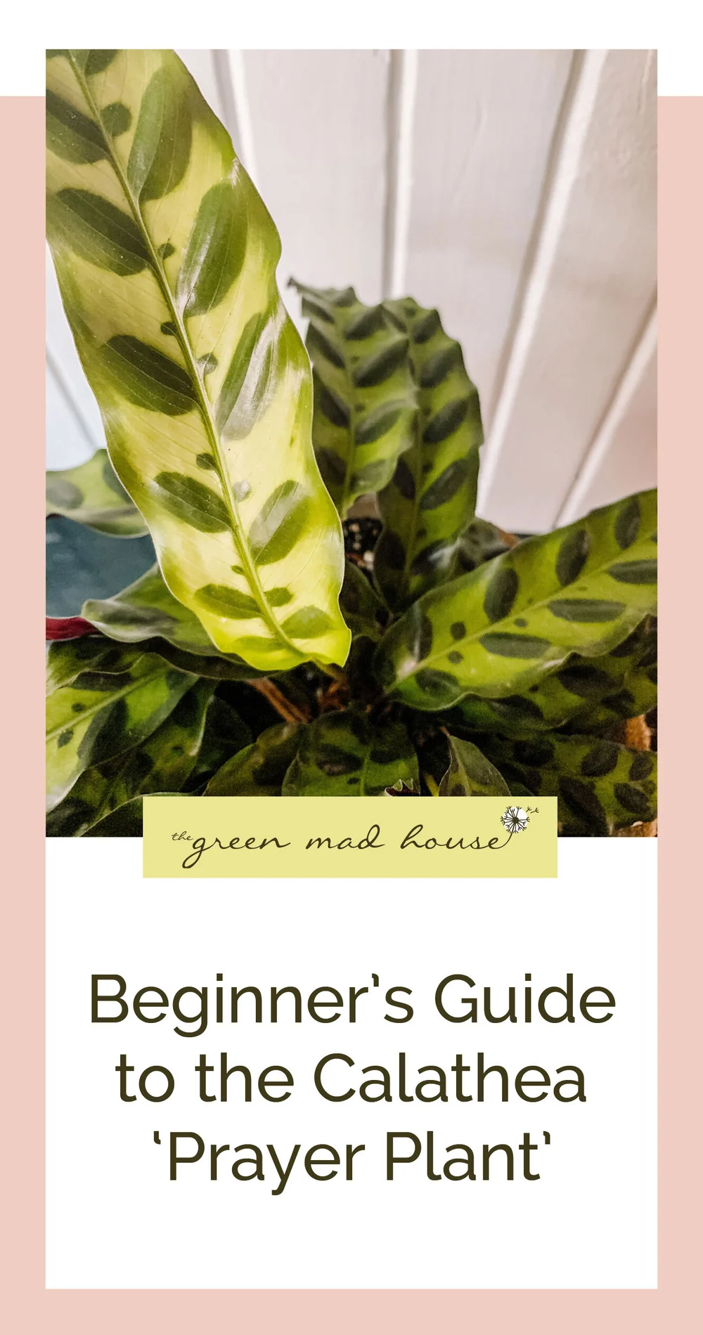 Care Guide for the Calathea ‘Prayer Plant’ — The Green Mad House