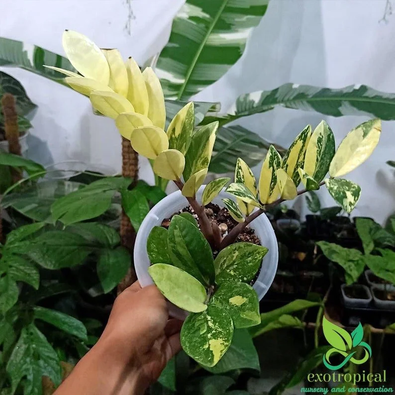 Care Guide for the ZZ Plant — The Green Mad House