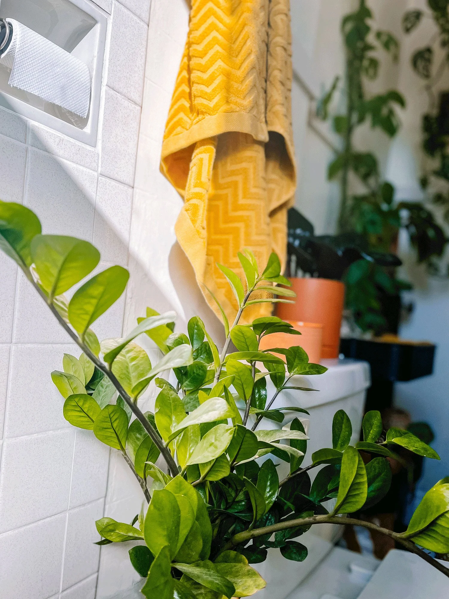 Care Guide for the ZZ Plant — The Green Mad House