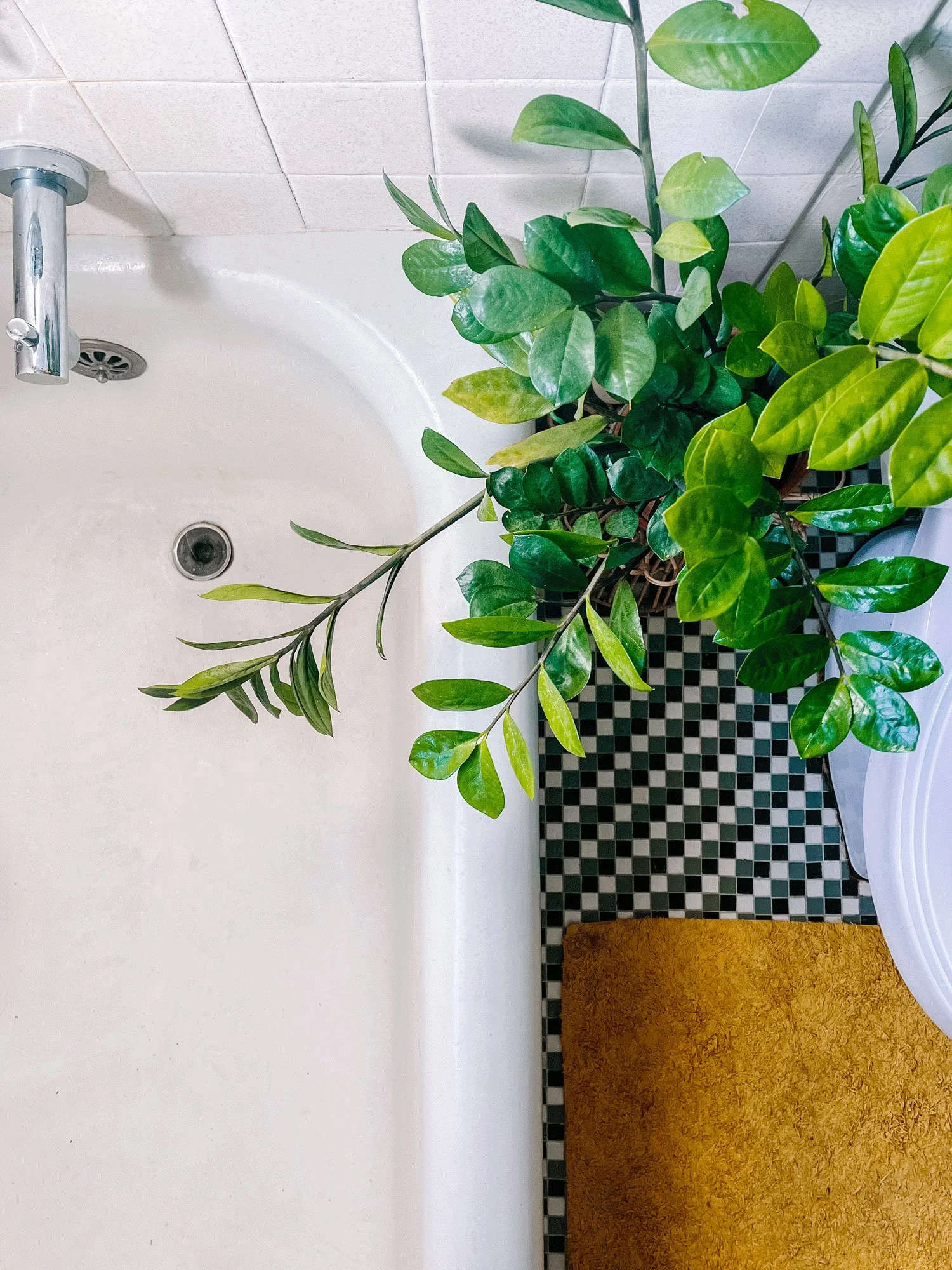 Care Guide for the ZZ Plant — The Green Mad House