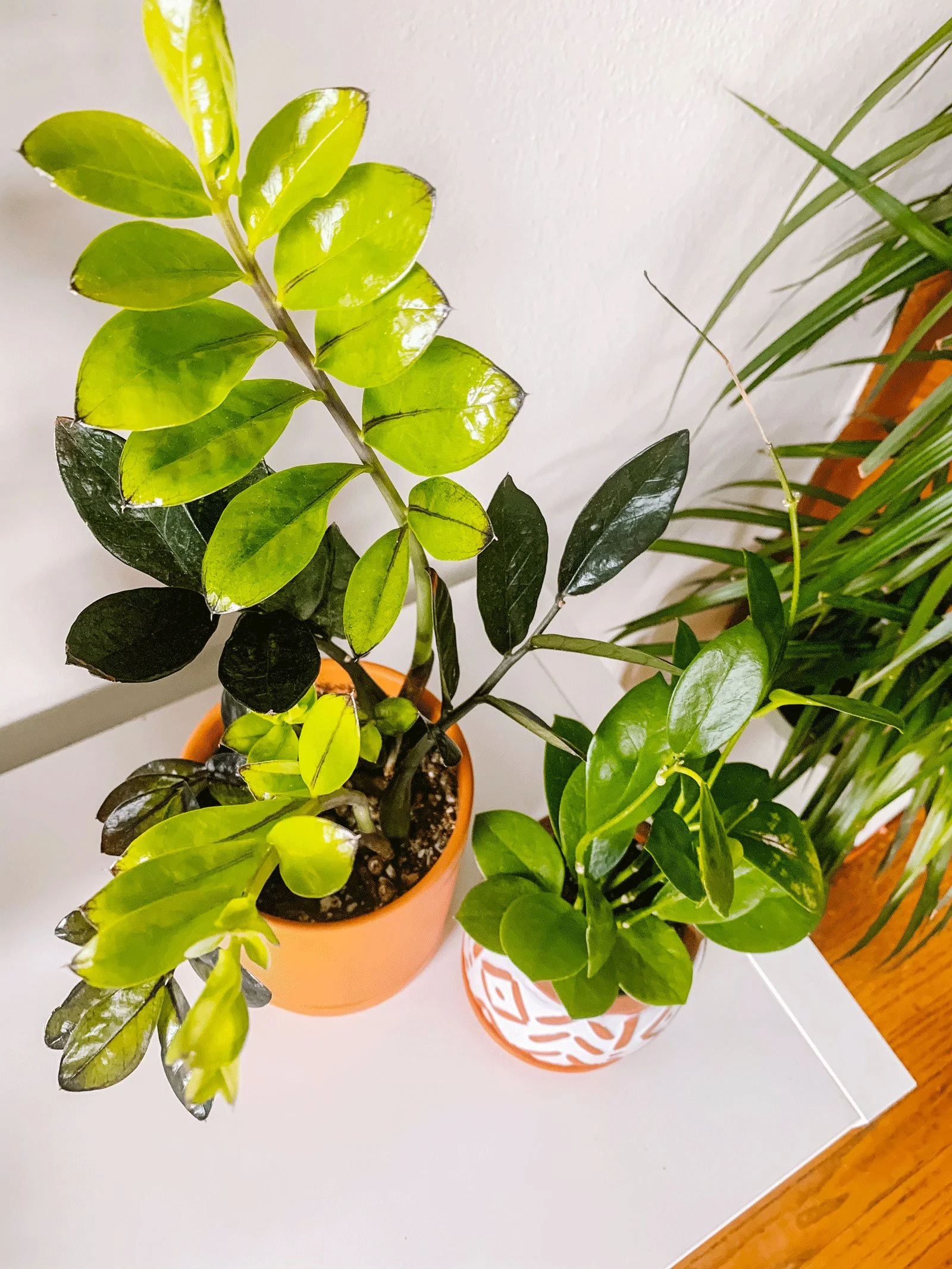 Care Guide for the ZZ Plant — The Green Mad House