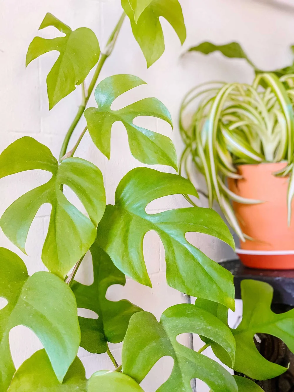 Care Guide for the Mini Monstera — The Green Mad House