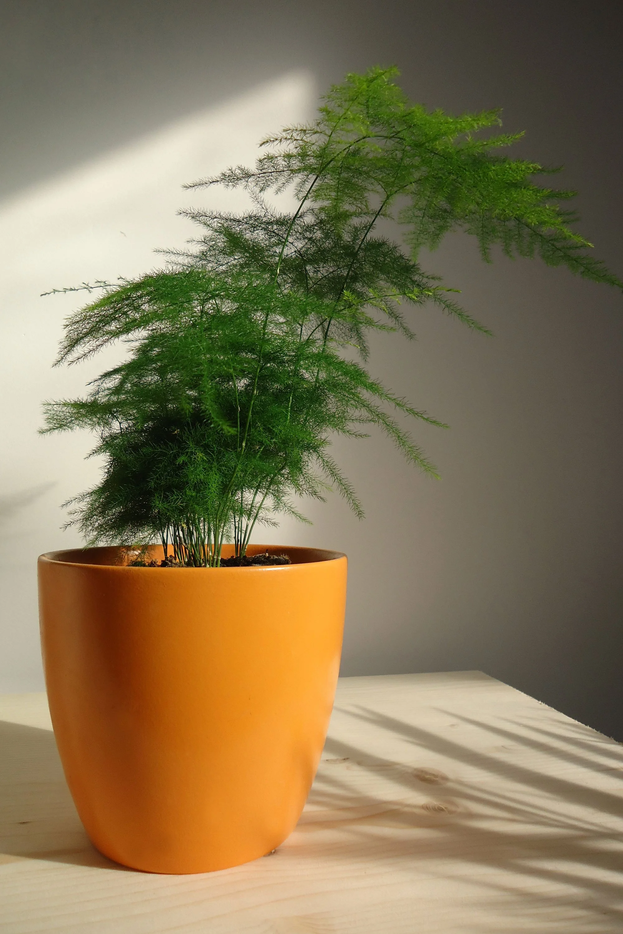Care Guide for the Asparagus Fern — The Green Mad House