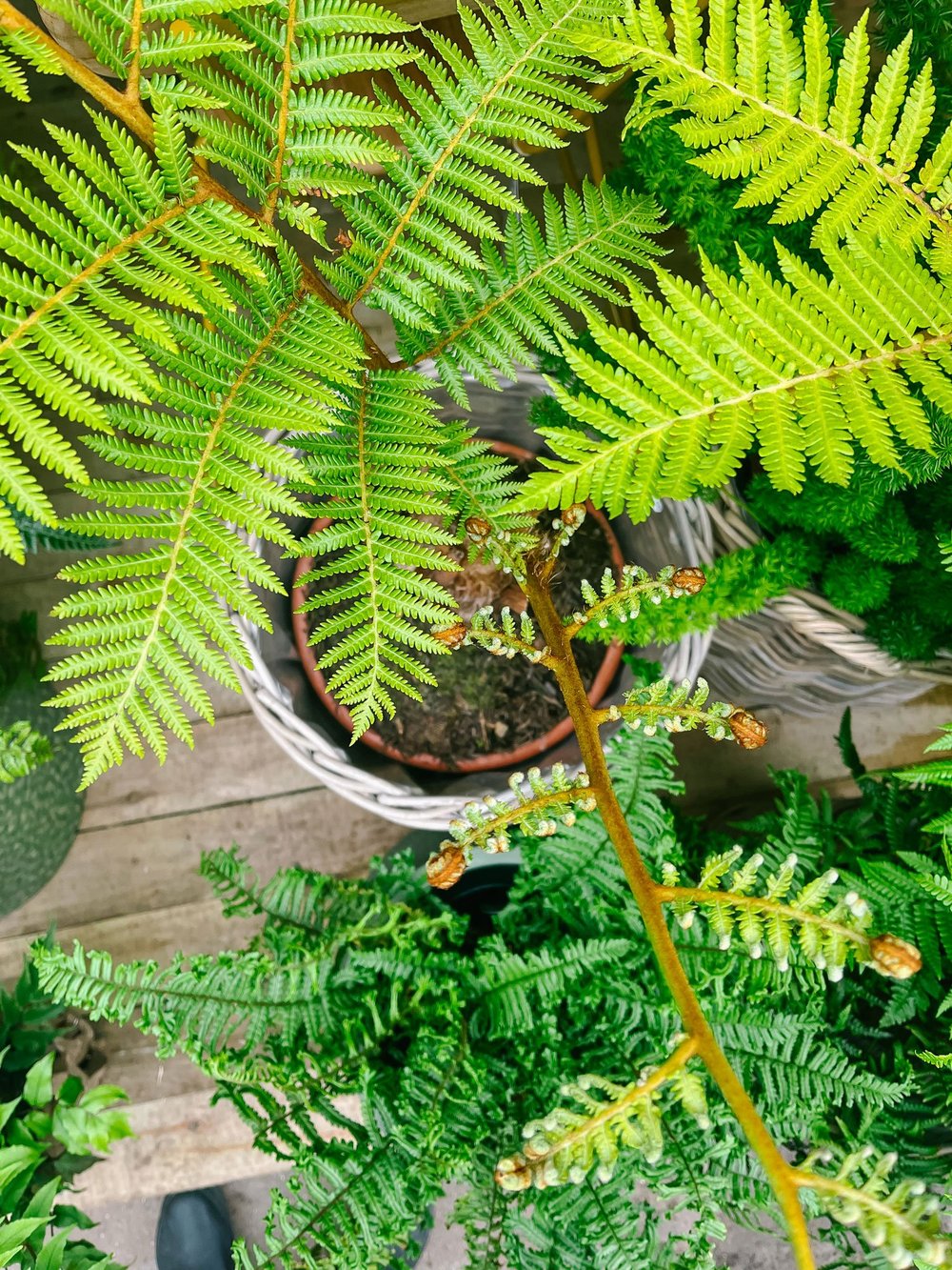 Beginner's Guide to the Tree Fern — The Green Mad House