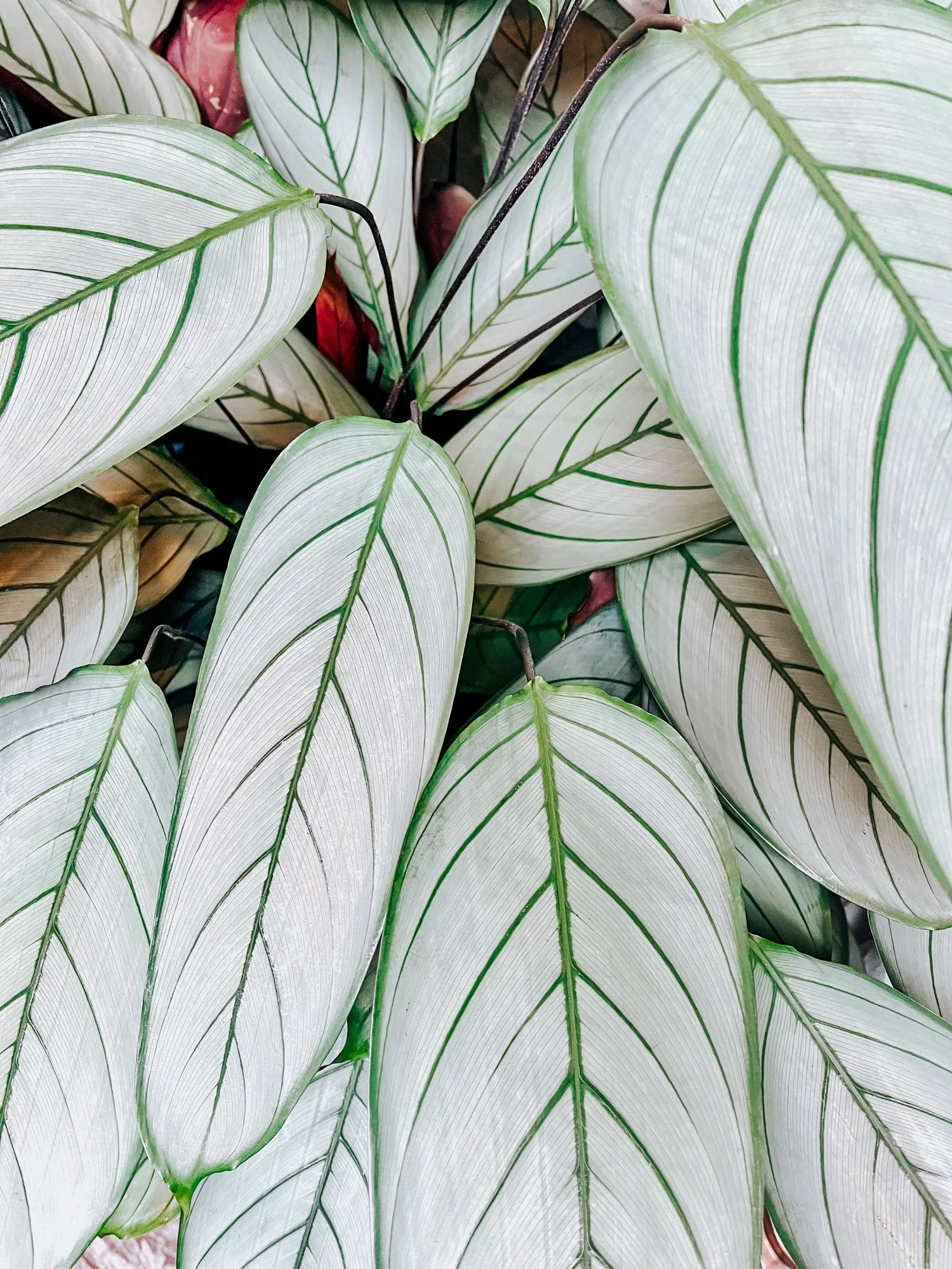 Care Guide for the Calathea ‘Prayer Plant’ — The Green Mad House