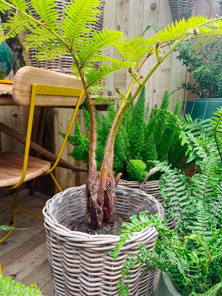 Beginner's Guide to the Tree Fern — The Green Mad House