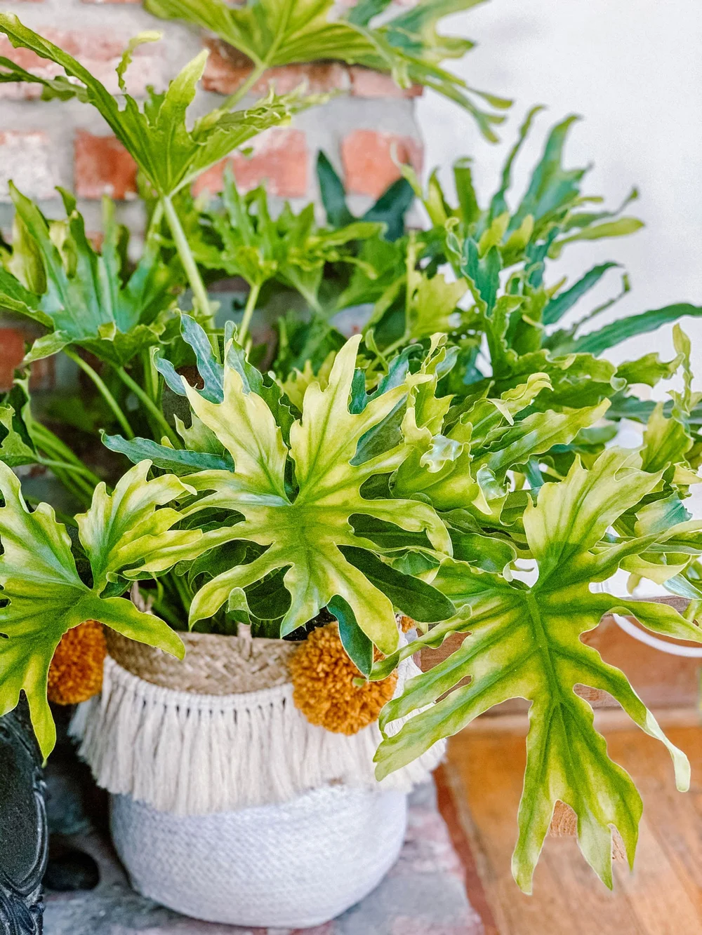 Care Guide for the 'Lickety Split' Philodendron — The Green Mad House