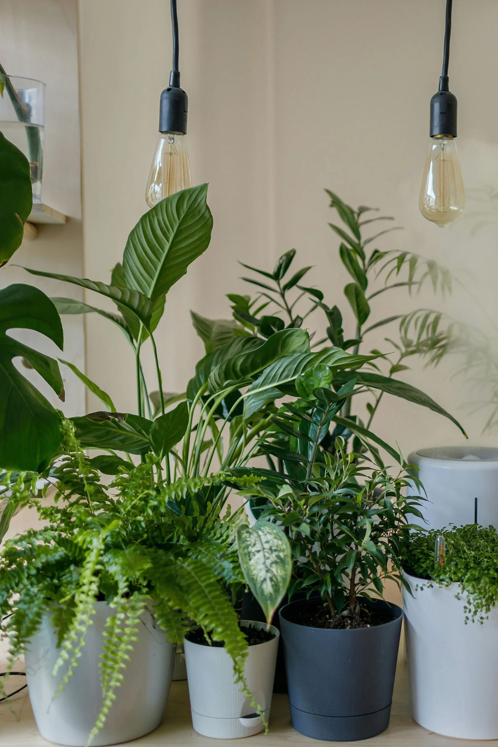 Beginner's Guide to Choosing and Using Grow Lights — The Green Mad House
