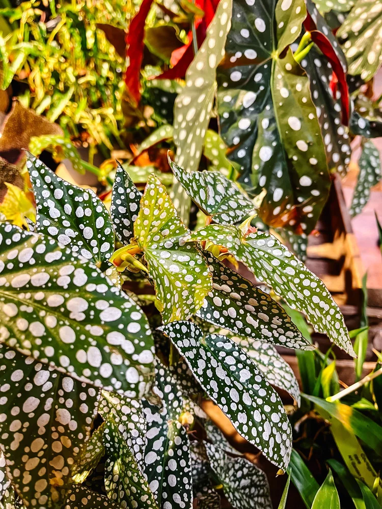 Care Guide for the ‘Angel Wing’ Cane Begonia — The Green Mad House