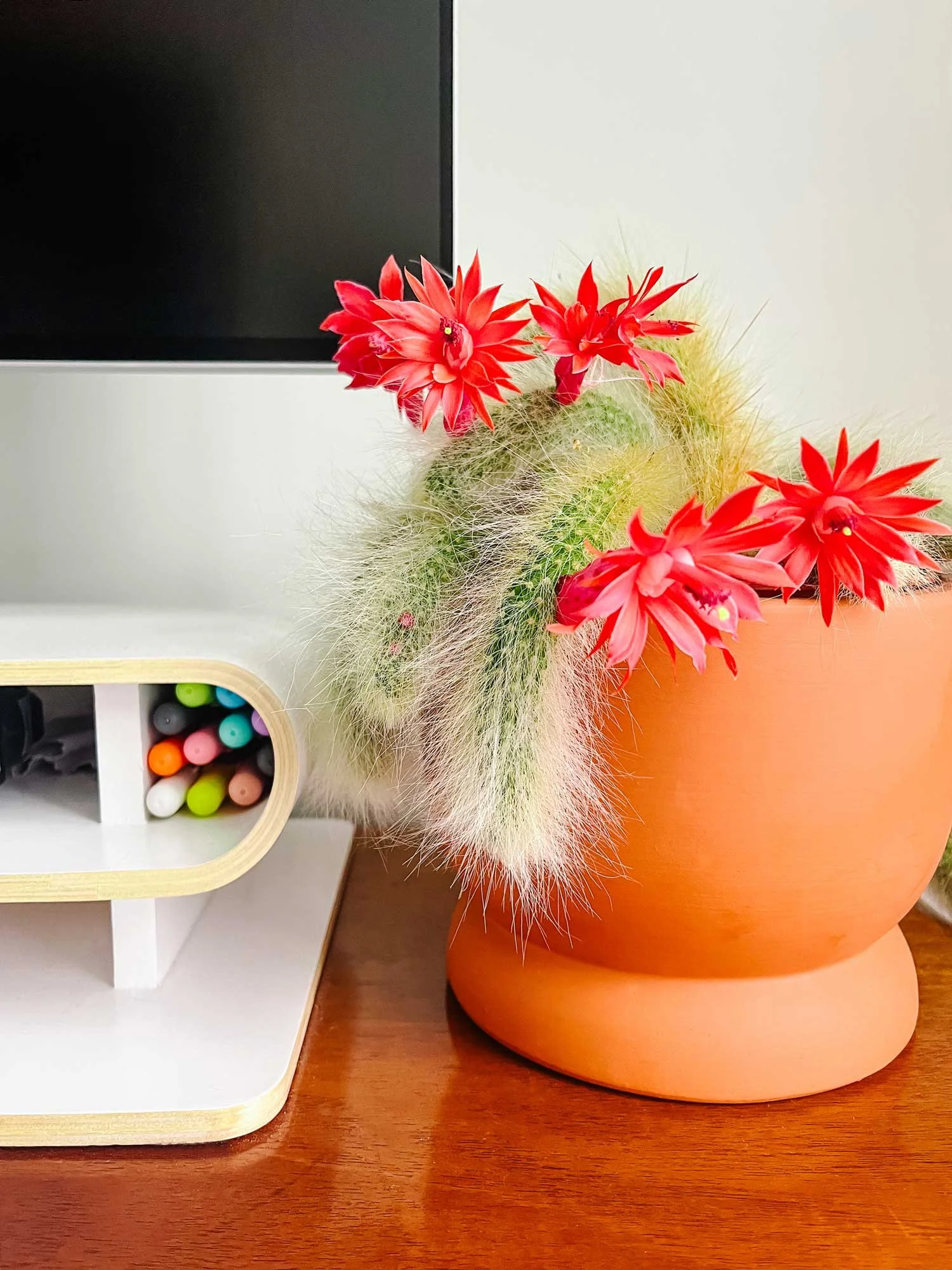 Care Guide for the Monkey Tail Cactus — The Green Mad House