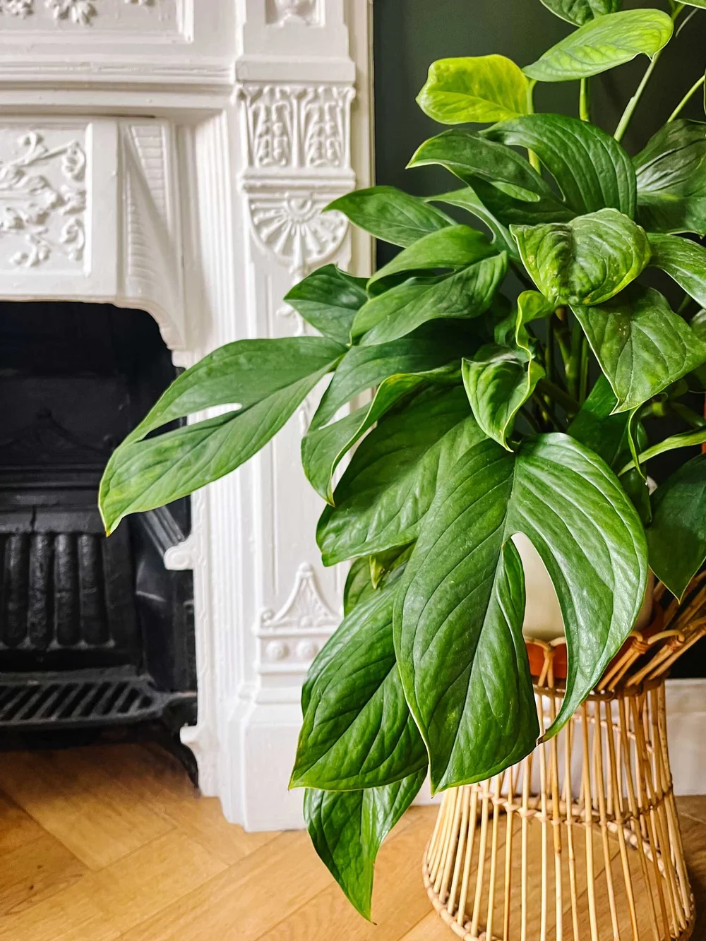 Care Guide for the Monstera Peru — The Green Mad House