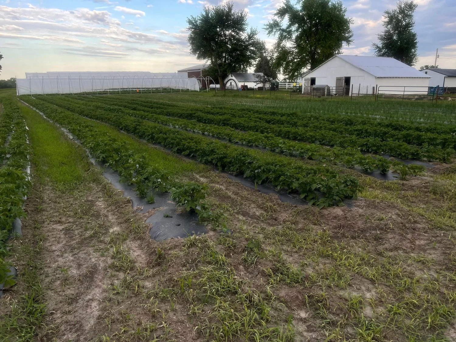 Triple H Family Farms, LLC