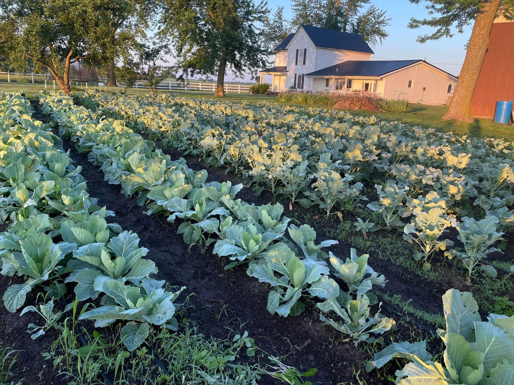 Triple H Family Farms, LLC