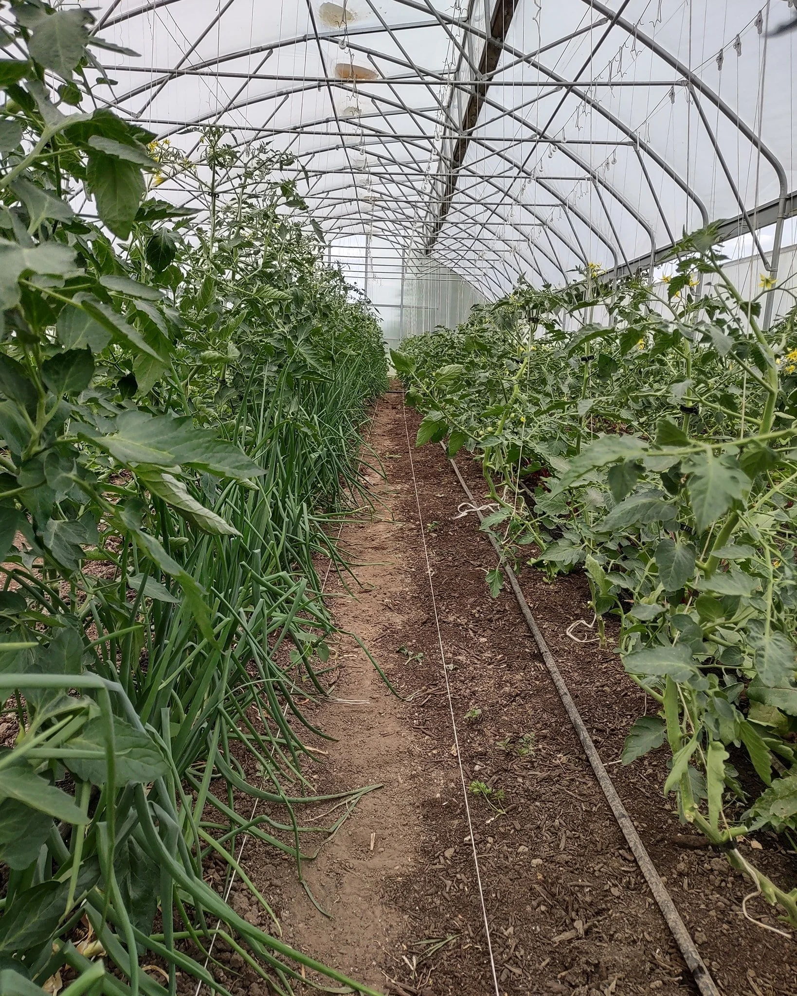 Triple H Family Farms, LLC