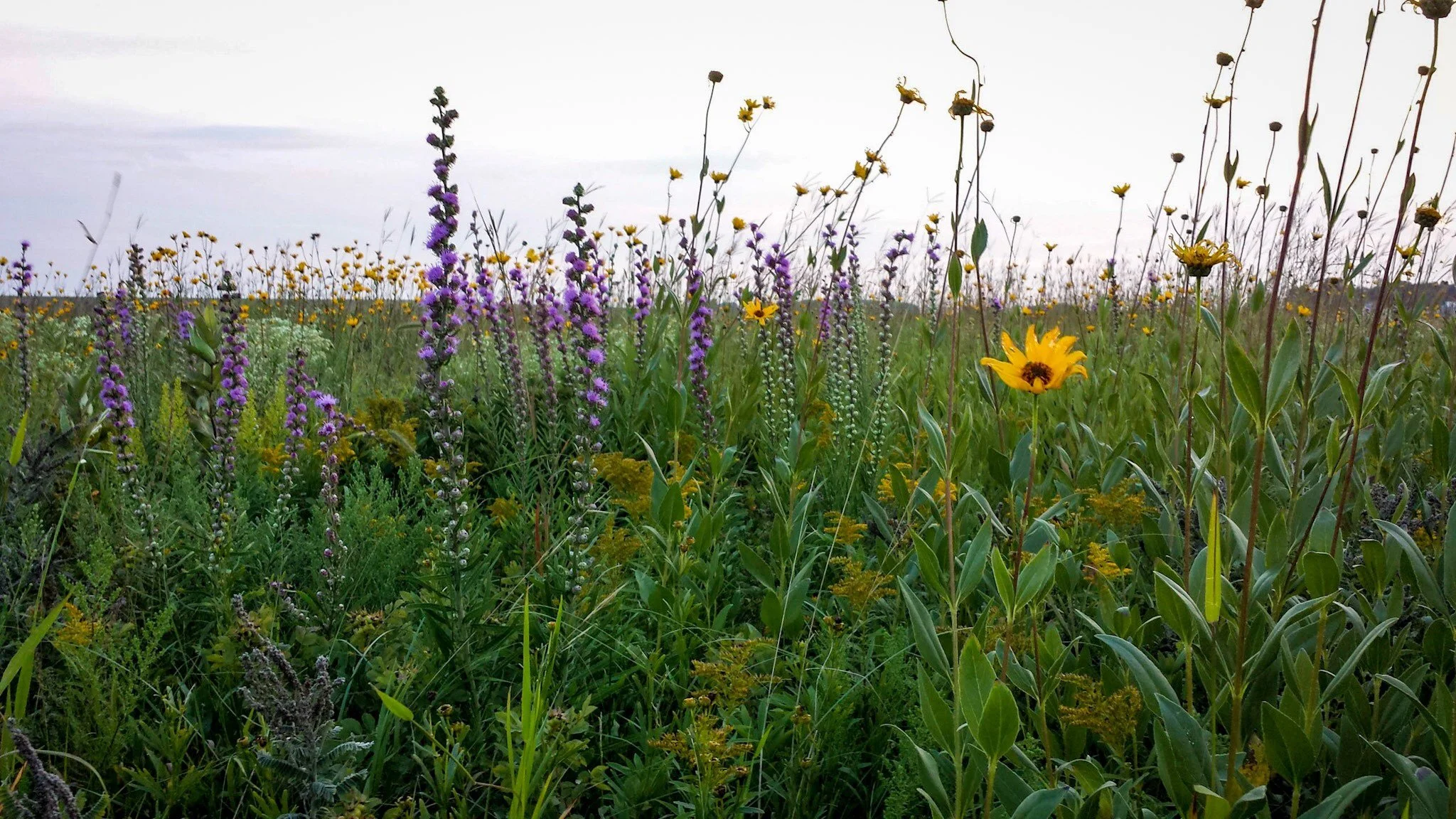 Rediscover Plymouth County Conservation with Victoria DeVos — Loess ...